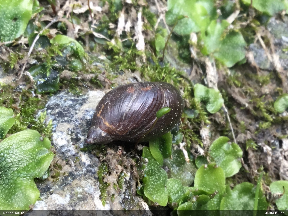 Dabasdati.lv - dabas novērojumi - Dzintargliemezis Succinea sp ...