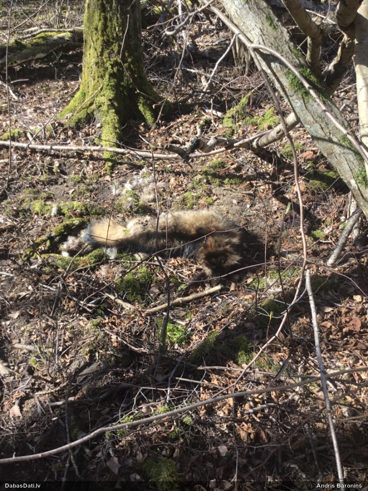 Dabasdati.lv - dabas novērojumi - Jenotsuns - Novērojuma dati