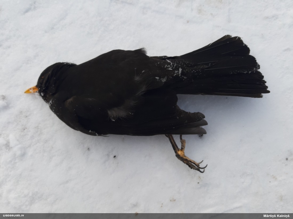 Dabasdati.lv - dabas novērojumi - Melnais mežastrazds - Novērojuma dati