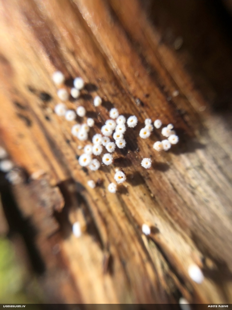 Dabasdati.lv - dabas novērojumi - Sēne Capitotricha bicolor ...