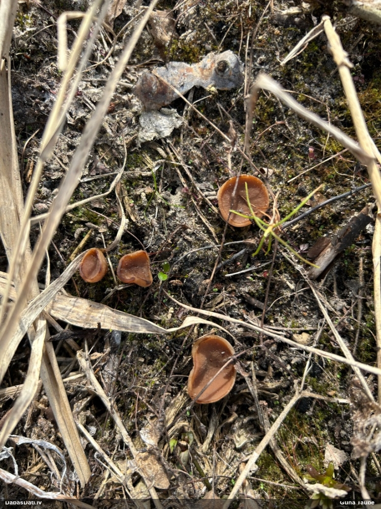 Dabasdati.lv - dabas novērojumi - Vairoga bisīte - Novērojuma dati