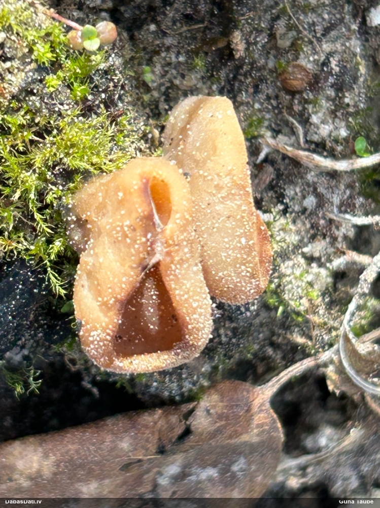 Dabasdati.lv - dabas novērojumi - Vairoga bisīte - Novērojuma dati