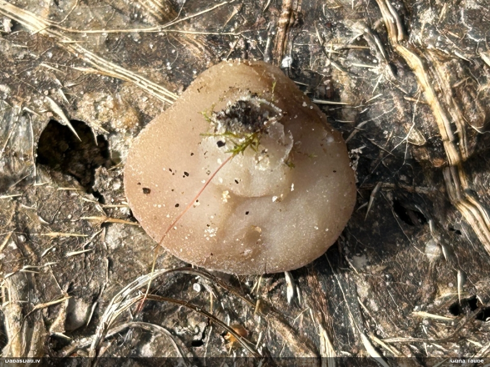 Dabasdati.lv - dabas novērojumi - Vairoga bisīte - Novērojuma dati