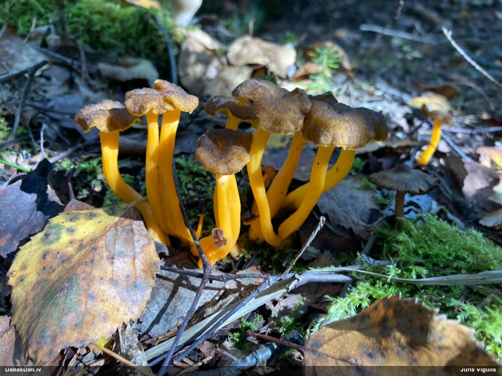 Dabasdati.lv - dabas novērojumi - Gailene (nenoteikta) - Novērojuma dati