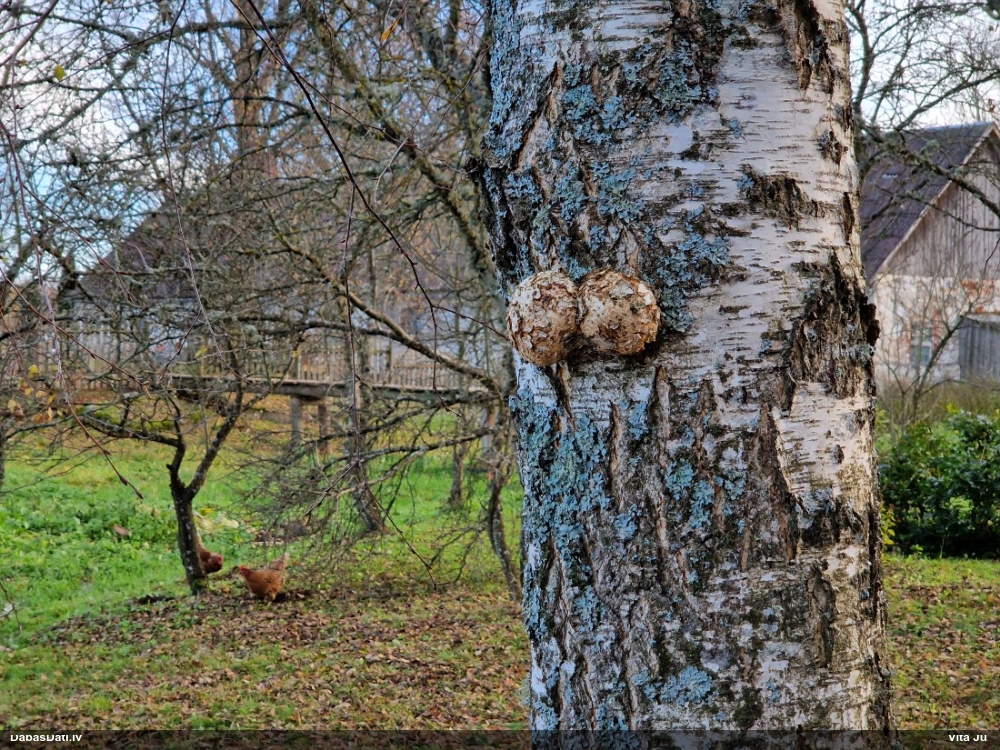 Dabasdati.lv - dabas novērojumi - Āra bērzs - Novērojuma dati