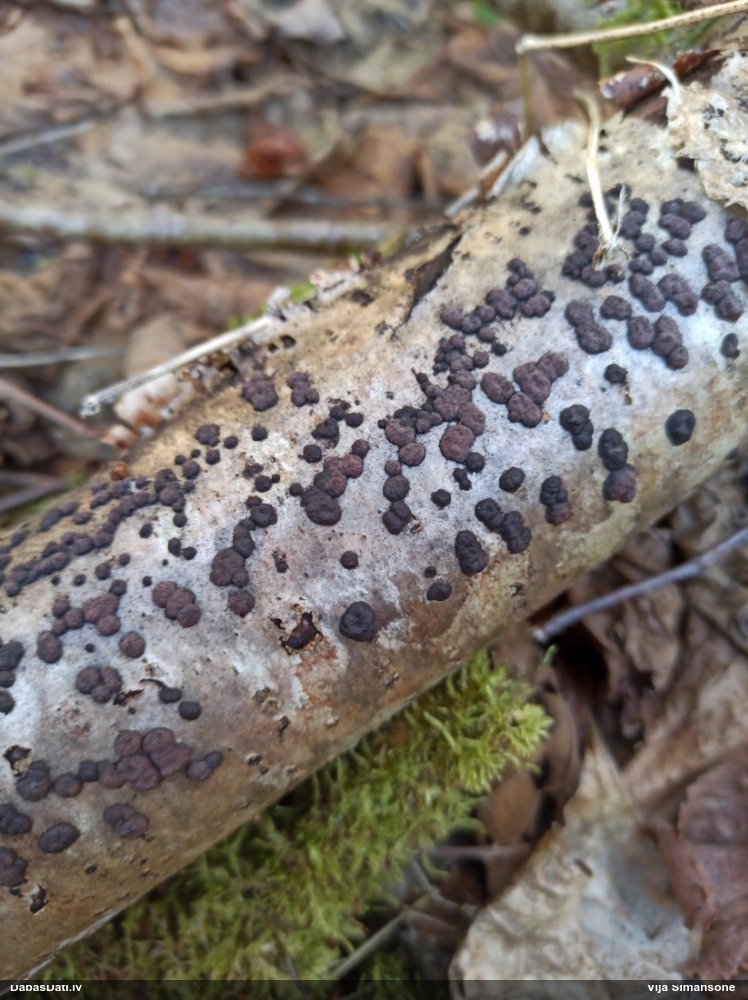 Dabasdati.lv - dabas novērojumi - Sēne Hypoxylon fuscum - Novērojuma dati