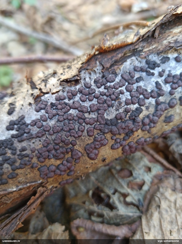 Dabasdati.lv - dabas novērojumi - Sēne Hypoxylon fuscum - Novērojuma dati