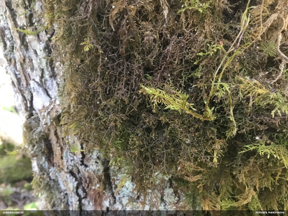 Dabasdati.lv - dabas novērojumi - Tamariska frulānija - Novērojuma dati