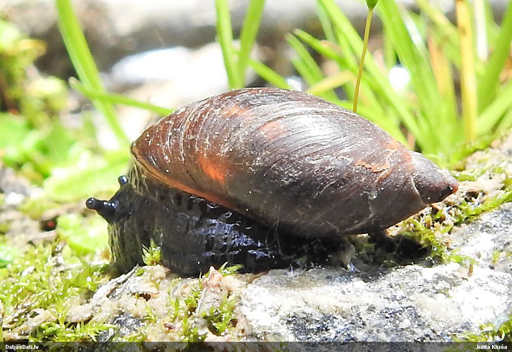 Dabasdati.lv - dabas novērojumi - Dzintargliemezis Succinea sp ...