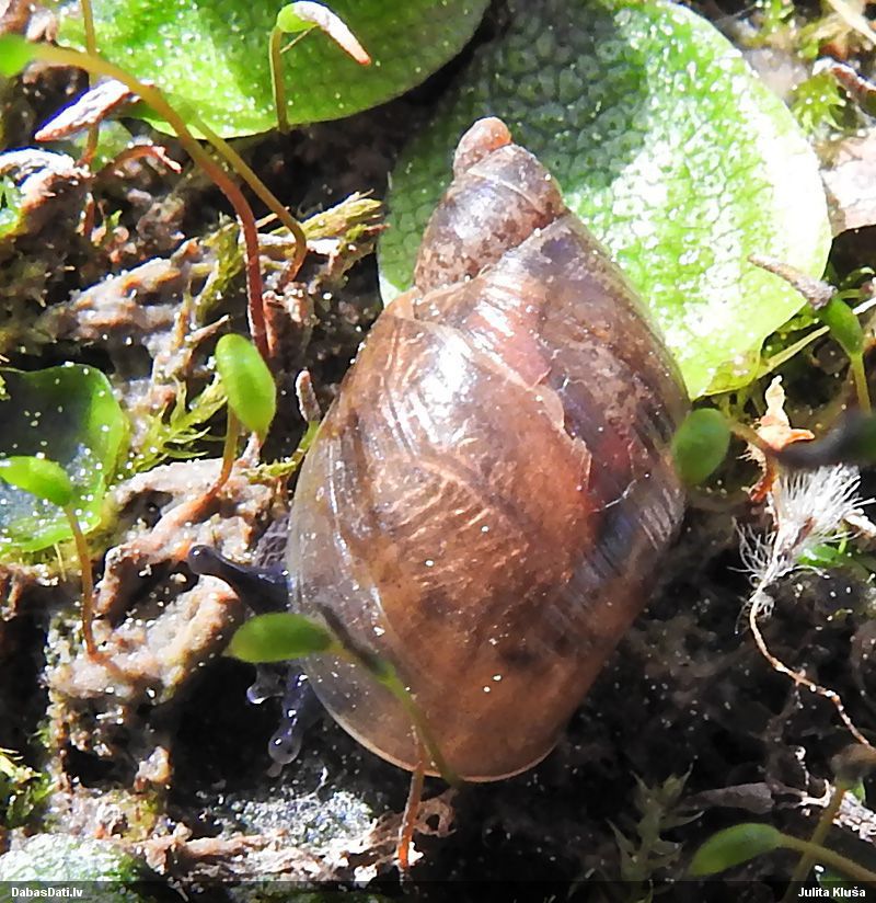 Dabasdati.lv - dabas novērojumi - Dzintargliemezis Succinea sp ...
