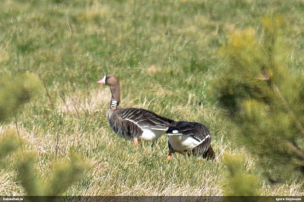 Dabasdati.lv - dabas novērojumi - Baltpieres zoss - Novērojuma dati