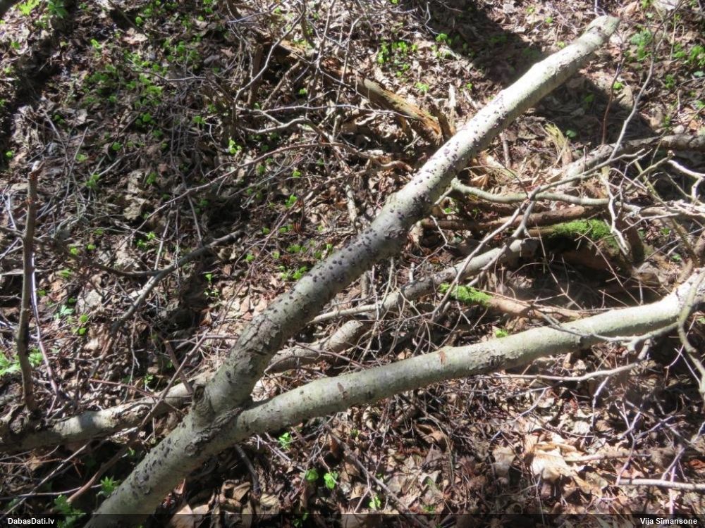 Dabasdati.lv - dabas novērojumi - Sēne Hypoxylon fuscum - Novērojuma dati