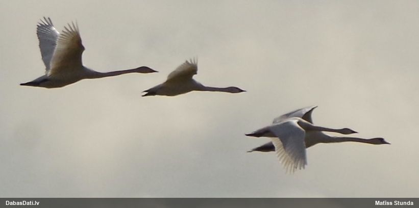 Dabasdati.lv - dabas novērojumi - Mazais gulbis - Novērojuma dati