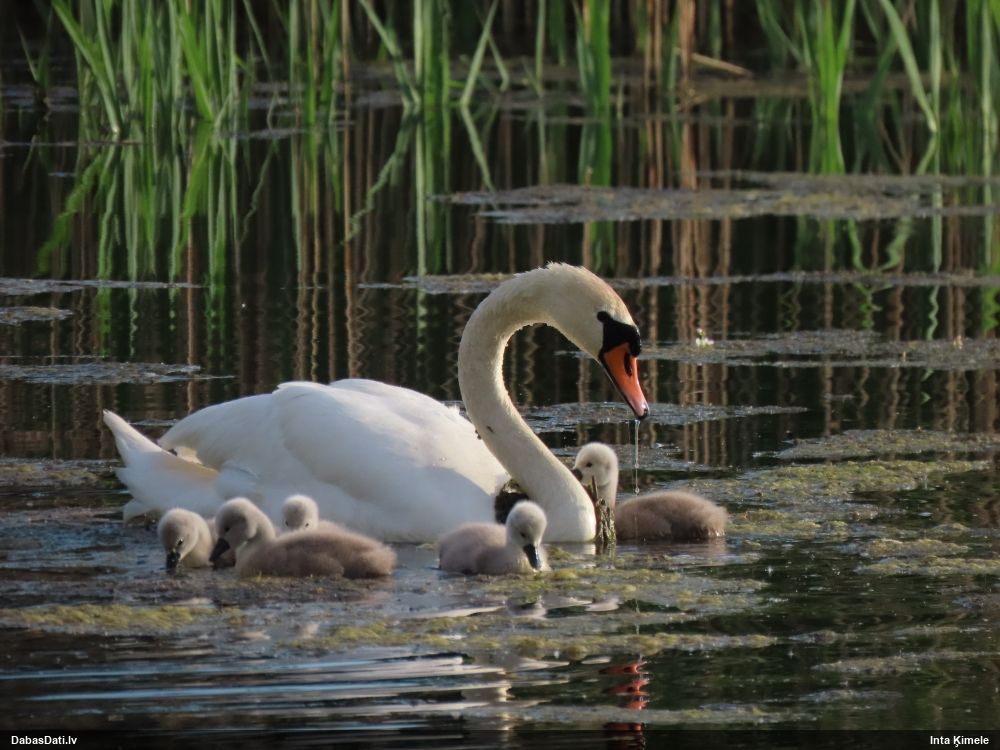 Dabasdati.lv - dabas novērojumi - Paugurknābja gulbis - Novērojuma dati