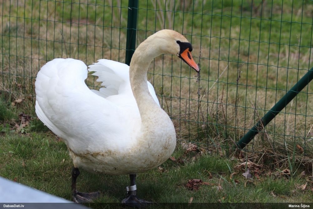 Dabasdati.lv - dabas novērojumi - Paugurknābja gulbis - Novērojuma dati