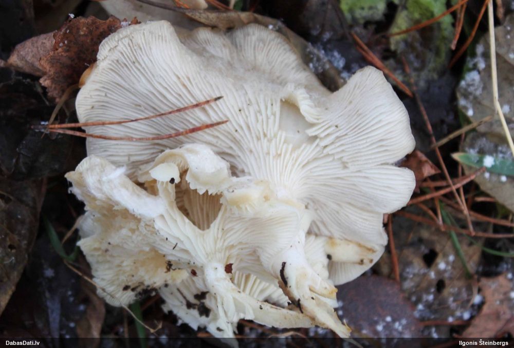 Dabasdati.lv - dabas novērojumi - Baltā čemurpūkaine - Novērojuma dati