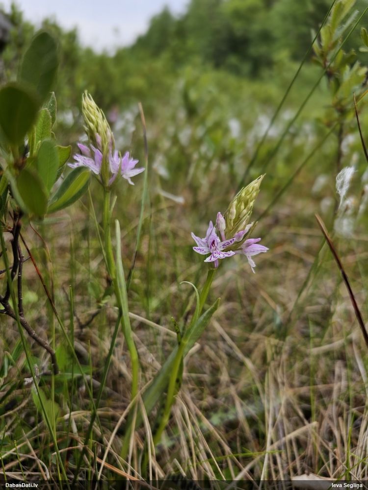 Dabasdati.lv - dabas novērojumi - Purva dzegužpirkstīte - Novērojuma dati