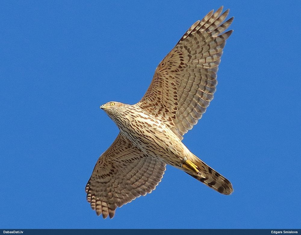 Dabasdati.lv - dabas novērojumi - Vistu vanags - Novērojuma dati