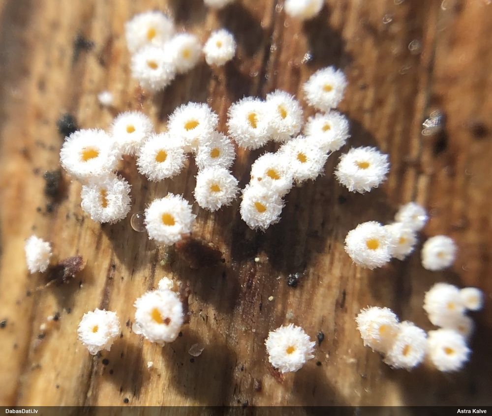 Dabasdati.lv - dabas novērojumi - Sēne Capitotricha bicolor ...