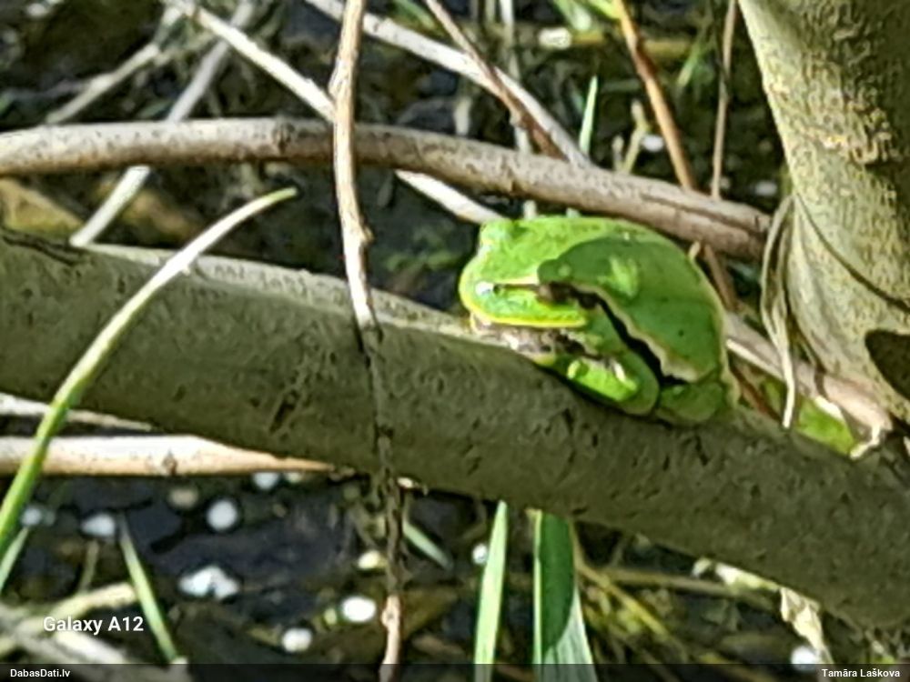 Dabasdati.lv - dabas novērojumi - Novērojuma foto - Kokvarde