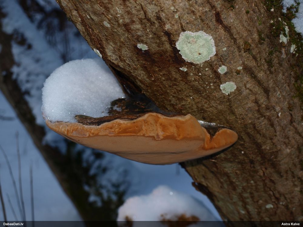 Dabasdati.lv - dabas novērojumi - Parastā cietpiepe - Novērojuma dati