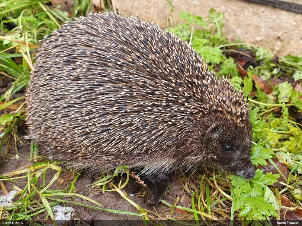 Dabasdati.lv - dabas novērojumi - Ziemeļu baltkrūtainais ezis - Novērojuma dati